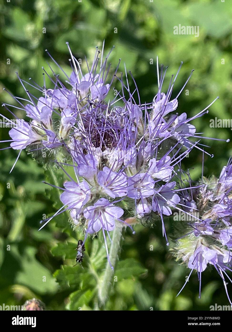 Lacy phacelia (Phacelia tanacetifolia Stock Photo - Alamy