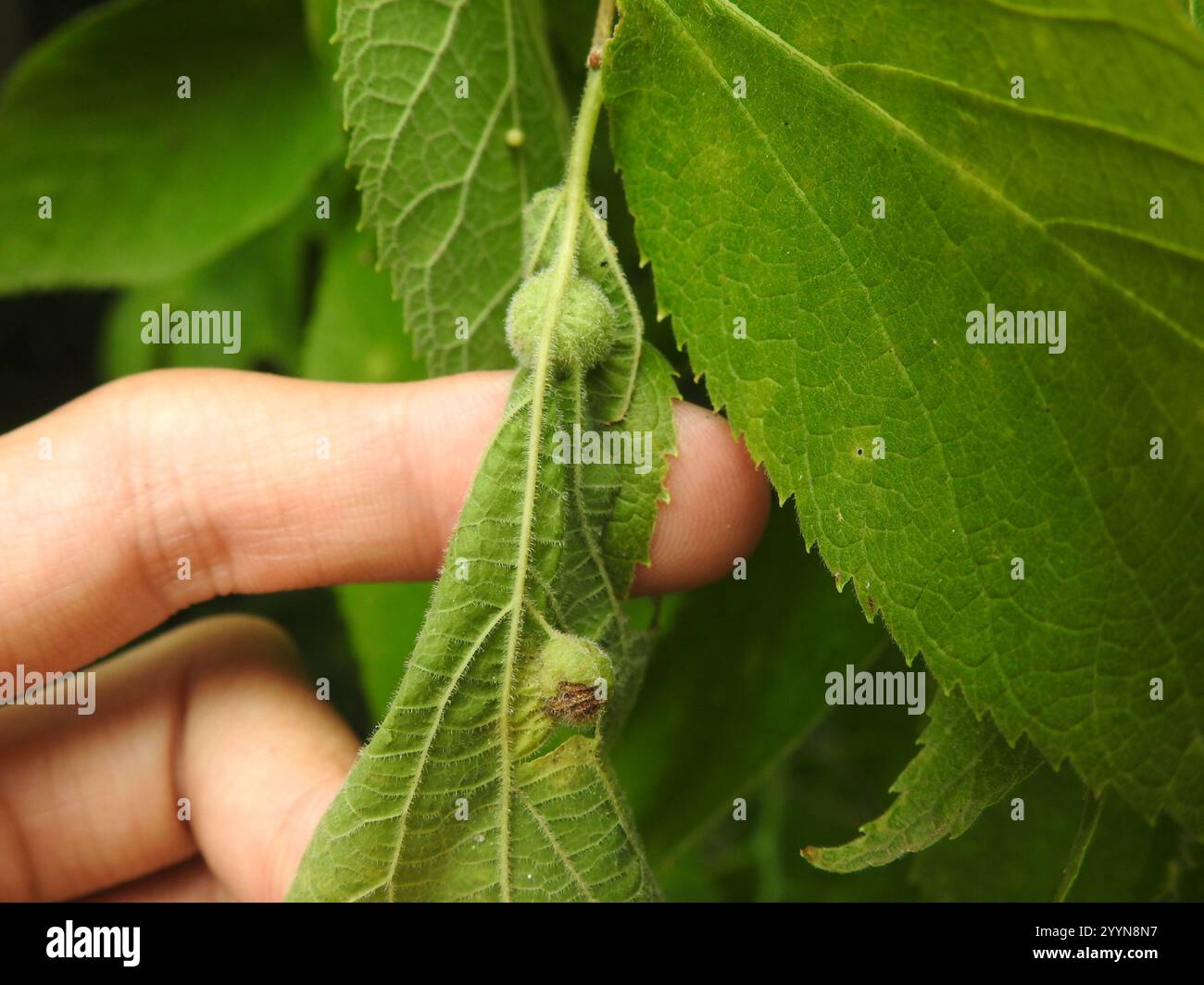 Hackberry Blister Gall Midge (Peracecis fugitiva Stock Photo - Alamy