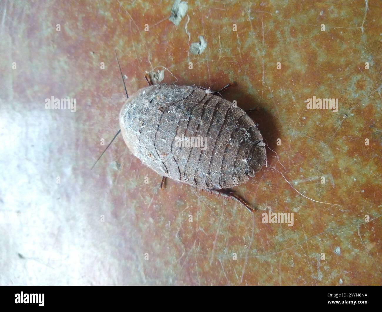Giant Cockroaches (Blaberidae Stock Photo - Alamy
