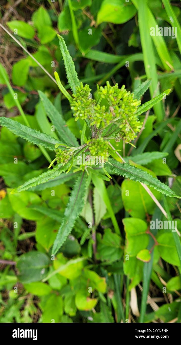 coastal burnweed (Senecio minimus Stock Photo - Alamy