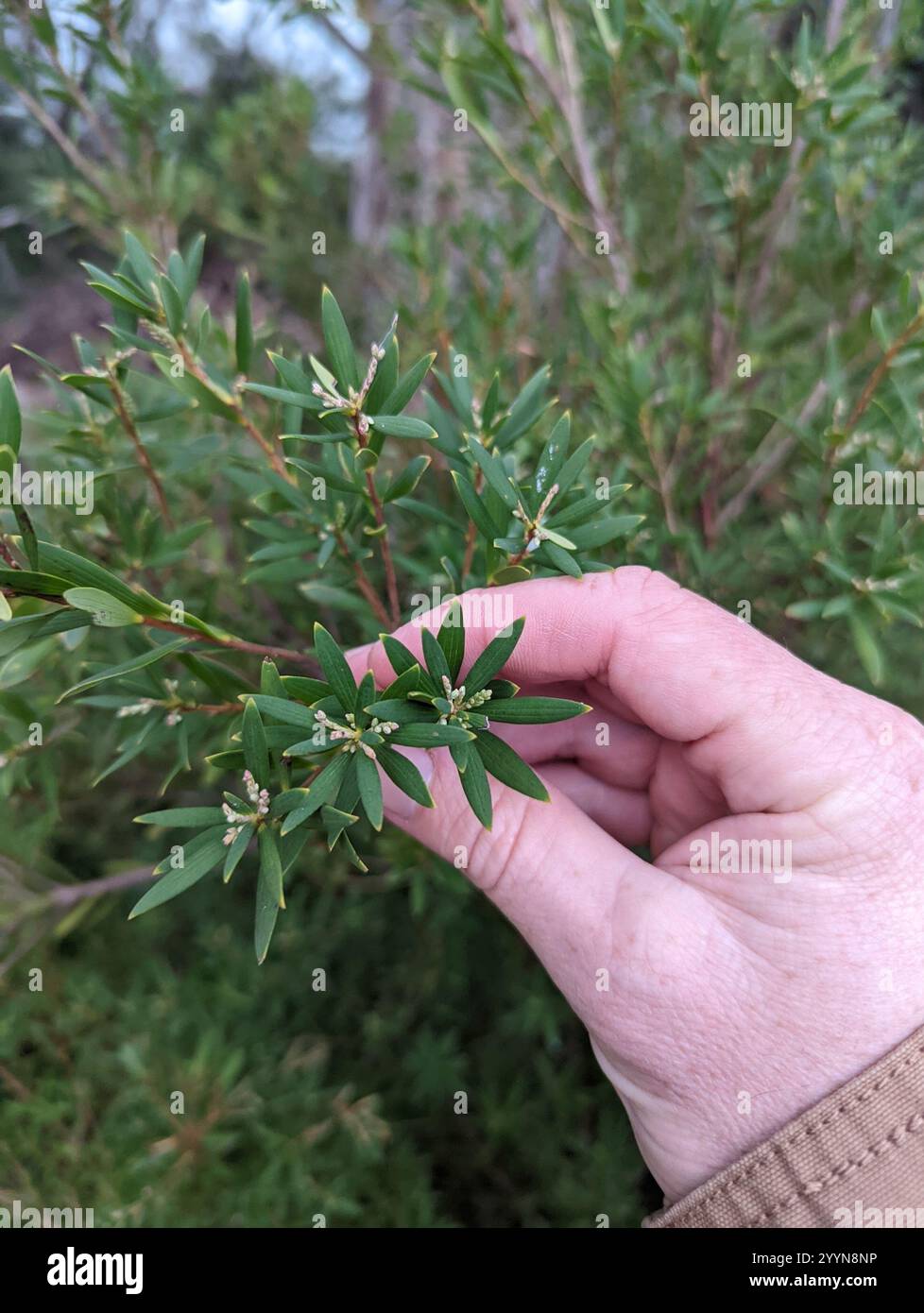 coastal beard-heath (Leucopogon parviflorus Stock Photo - Alamy