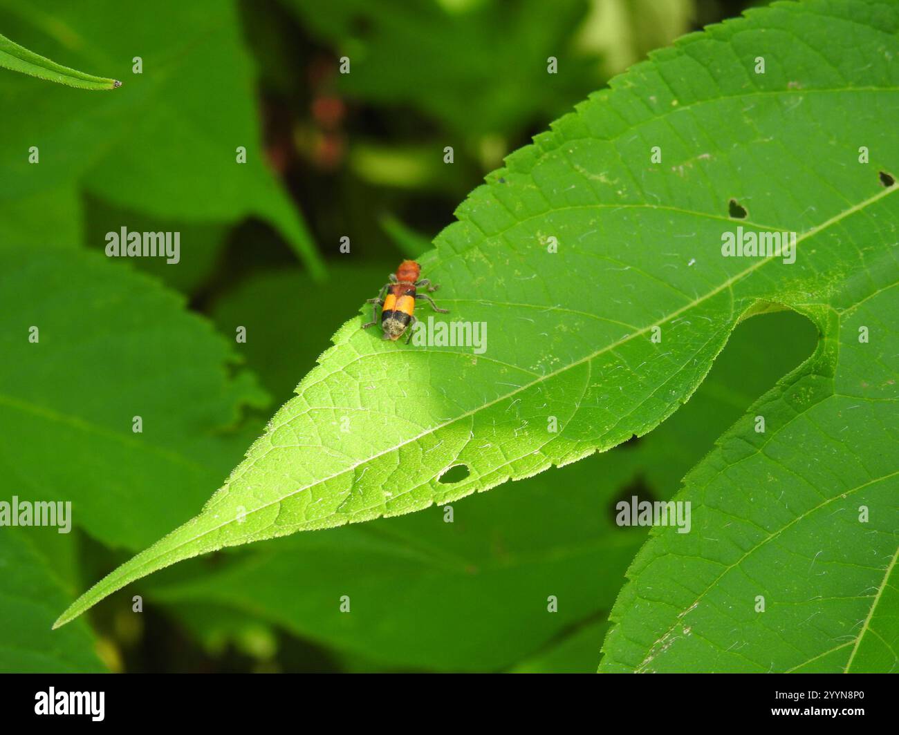 Orange-banded Clerid (Enoclerus ichneumoneus Stock Photo - Alamy
