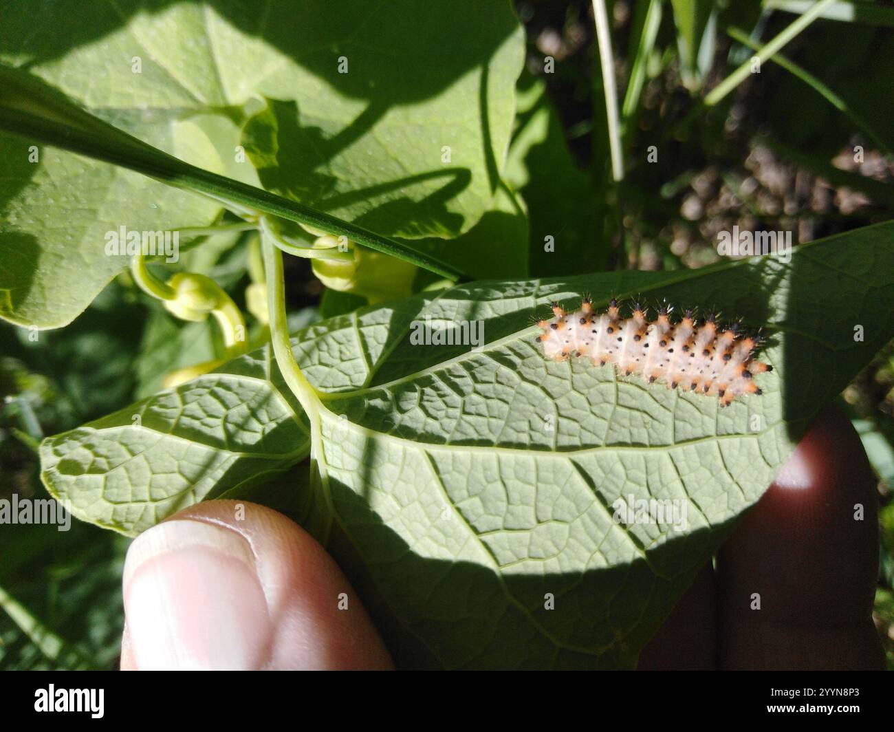 Southern Festoon (Zerynthia polyxena Stock Photo - Alamy