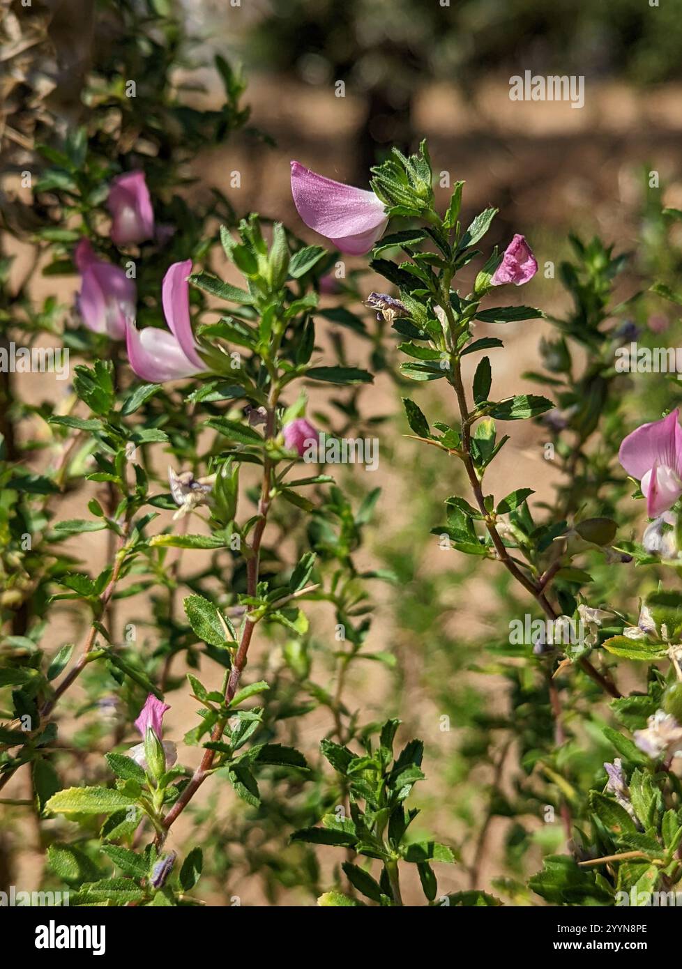 Spiny restharrow (Ononis spinosa Stock Photo - Alamy