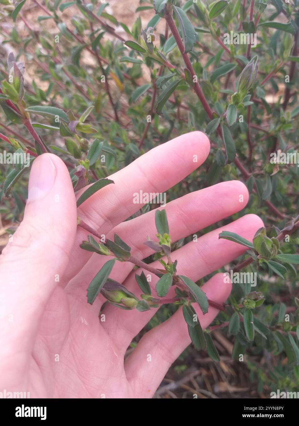 Fat Dollsrose (Hermannia hyssopifolia Stock Photo - Alamy