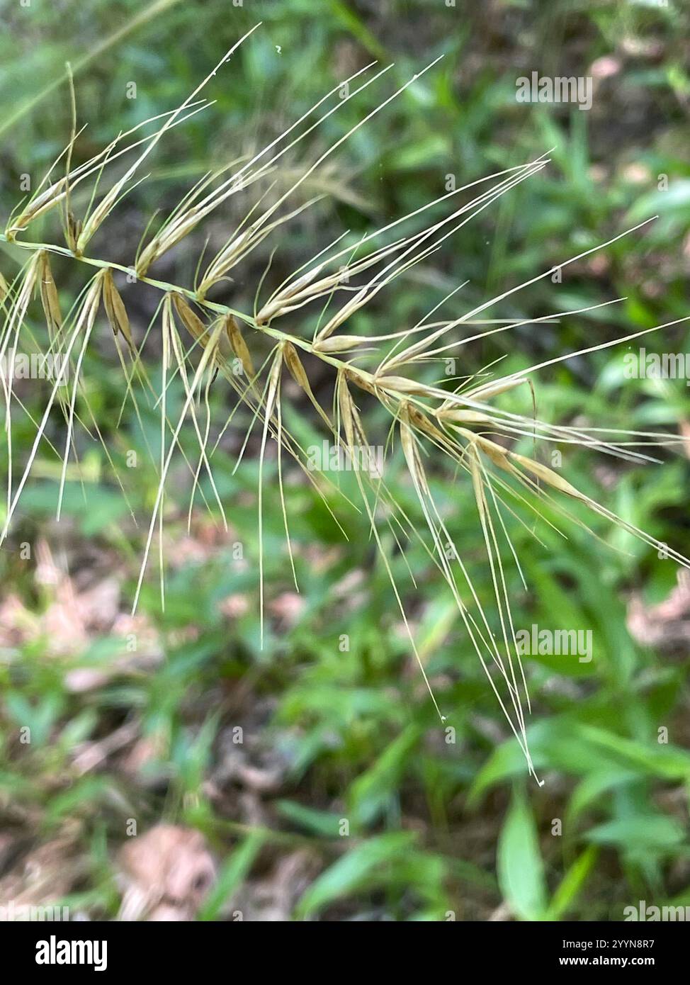 bottlebrush grass (Elymus hystrix Stock Photo - Alamy