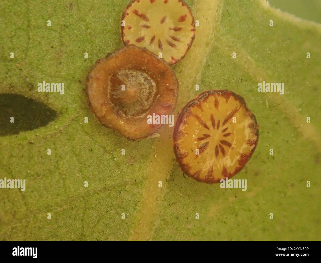 Parmula hi-res stock photography and images - Alamy