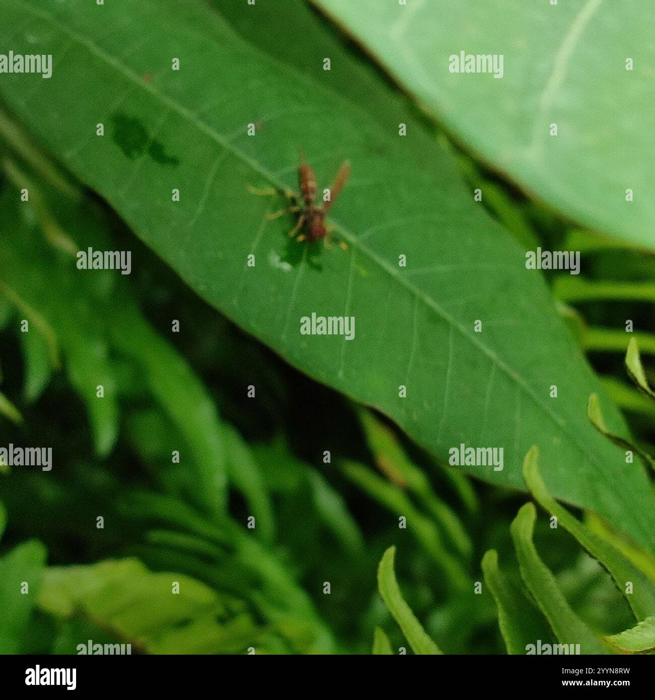 Caribbean Paper Wasp (Polistes crinitus Stock Photo - Alamy