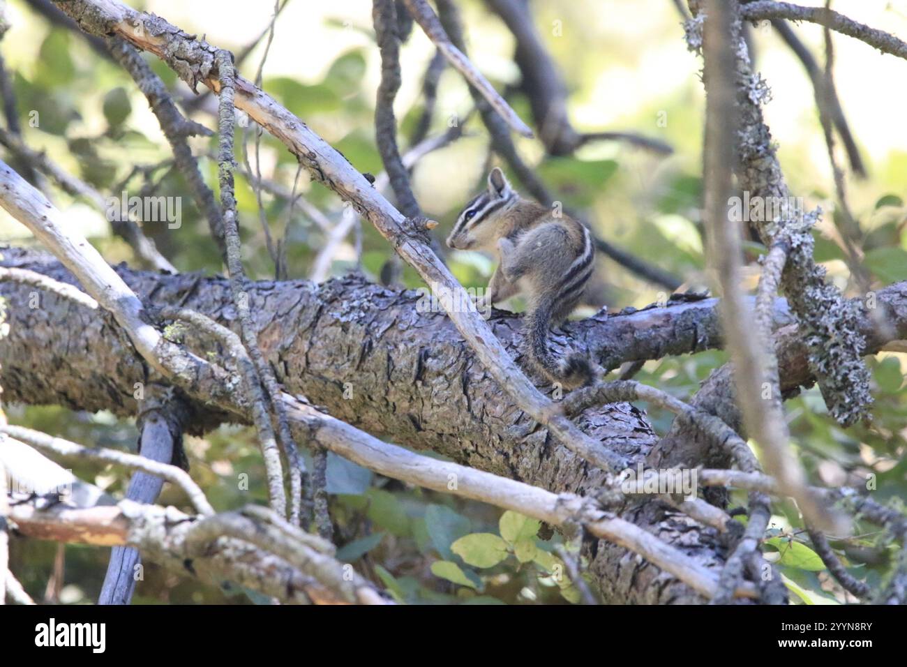 Western Chipmunks (Neotamias Stock Photo - Alamy