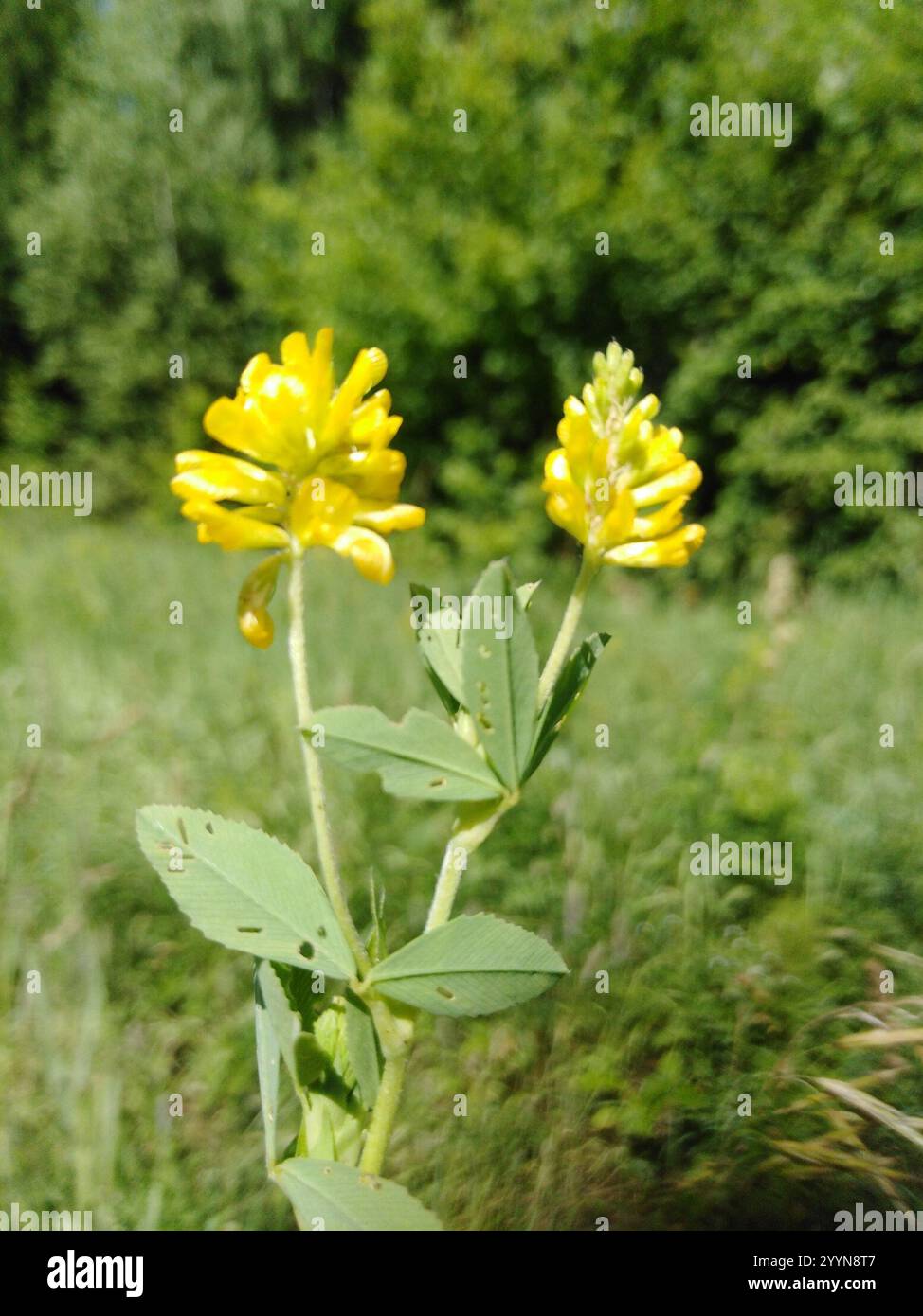 Trifolium aureum hi-res stock photography and images - Alamy