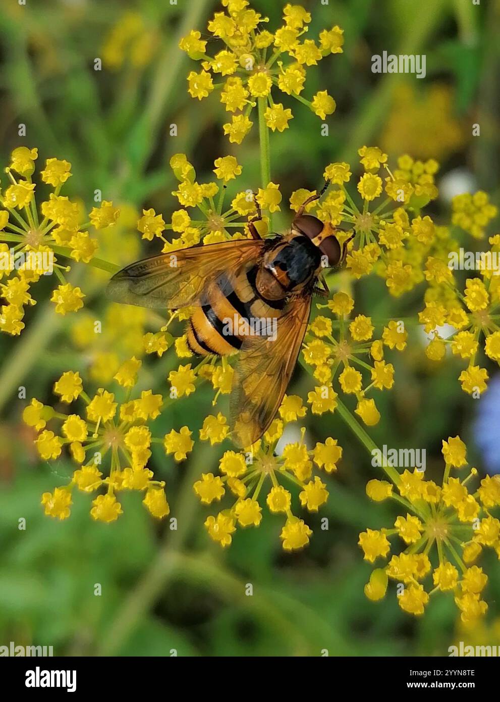 Lesser Hornet Hoverfly (Volucella inanis Stock Photo - Alamy