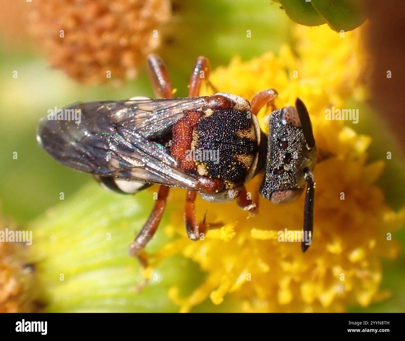 Black-thighed Cellophane-cuckoo Bee (Epeolus variegatus Stock Photo - Alamy