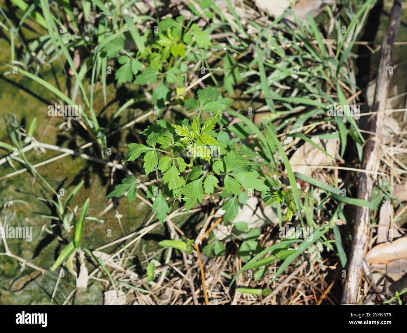 Lesser Balloon Vine (Cardiospermum halicacabum Stock Photo - Alamy