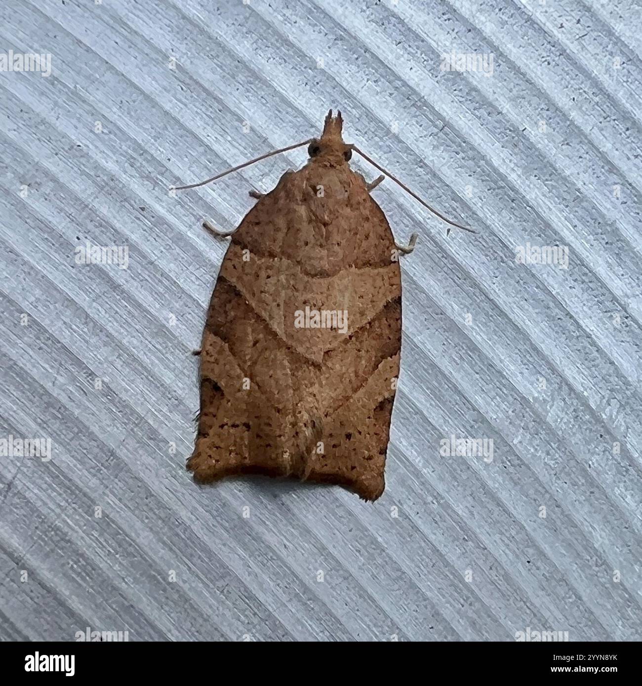 Woodgrain Leafroller Moth (Pandemis lamprosana Stock Photo - Alamy
