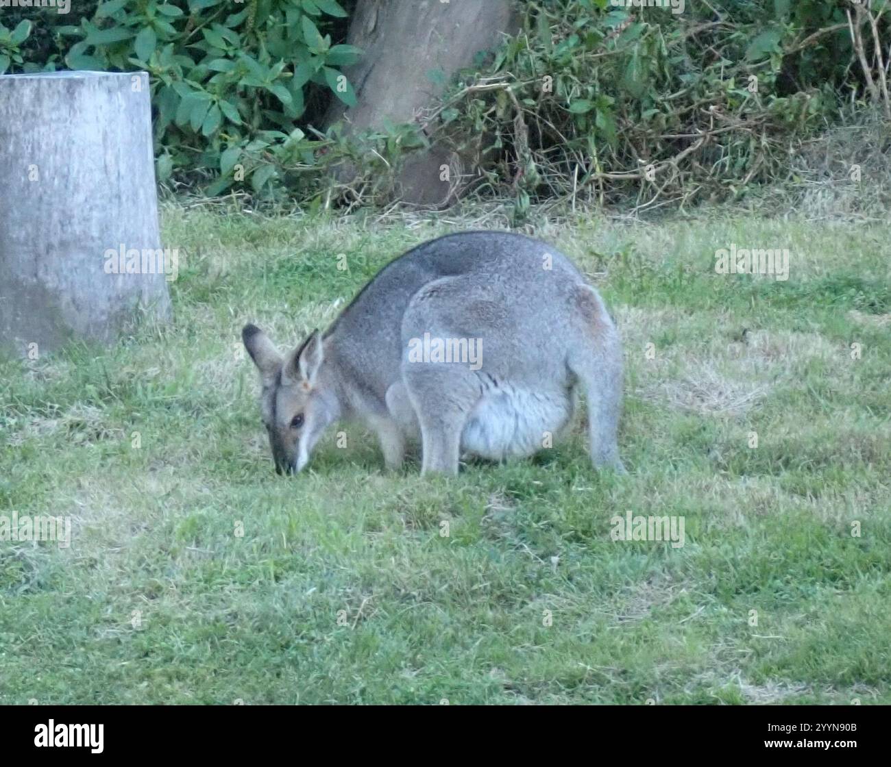 Red-necked Wallaby (Notamacropus rufogriseus Stock Photo - Alamy