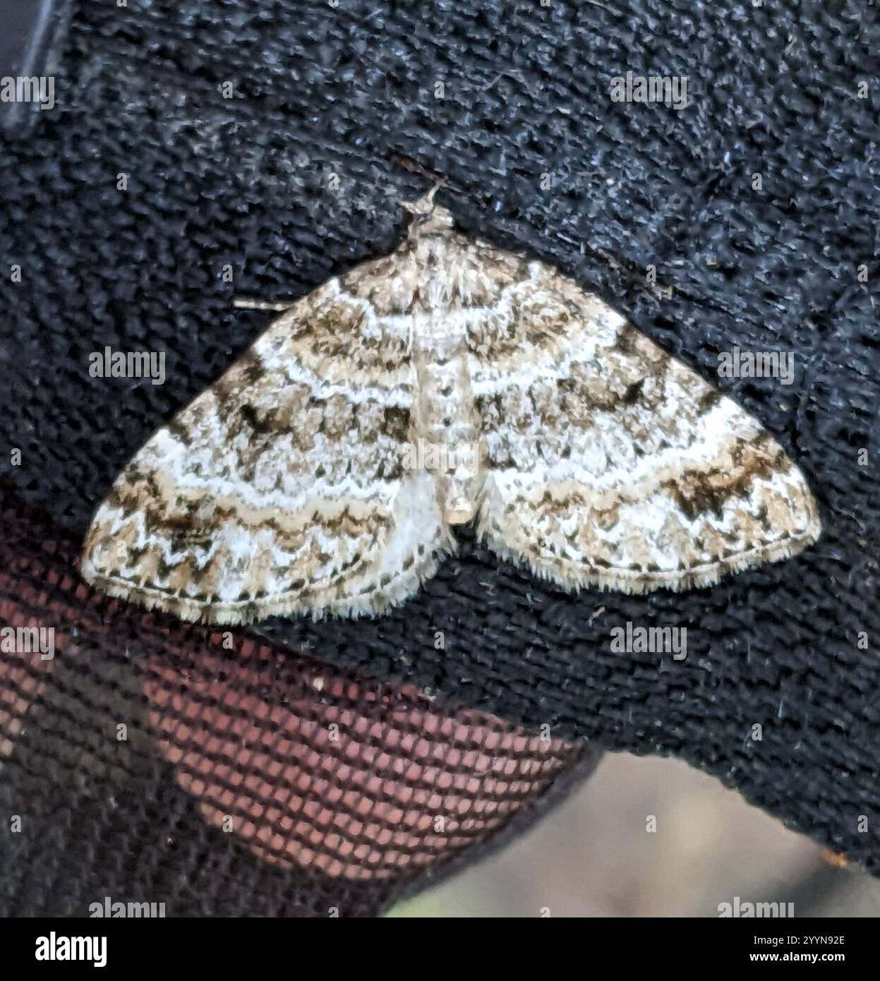 Grand Rivulet Moth (Martania grandis Stock Photo - Alamy