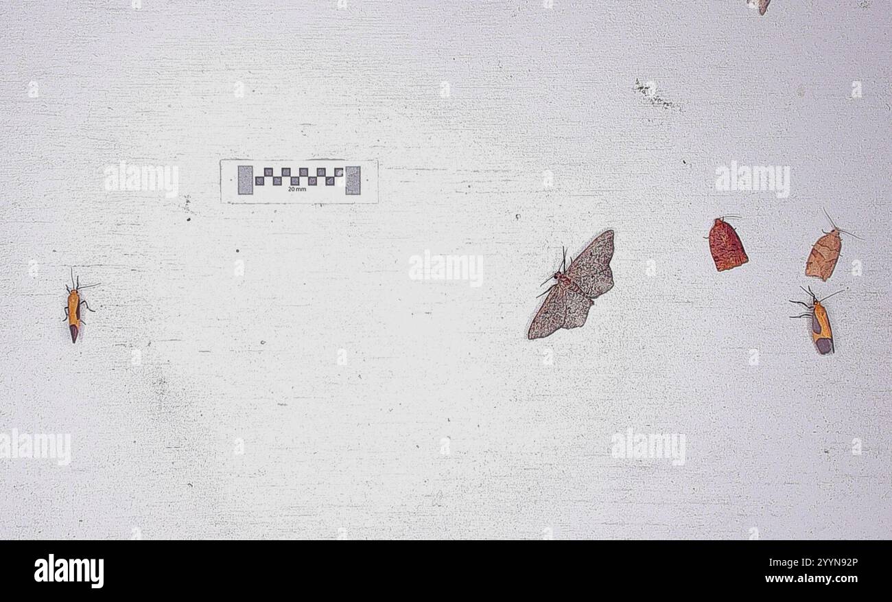 Pictured Lichen Moth (Cisthene picta Stock Photo - Alamy