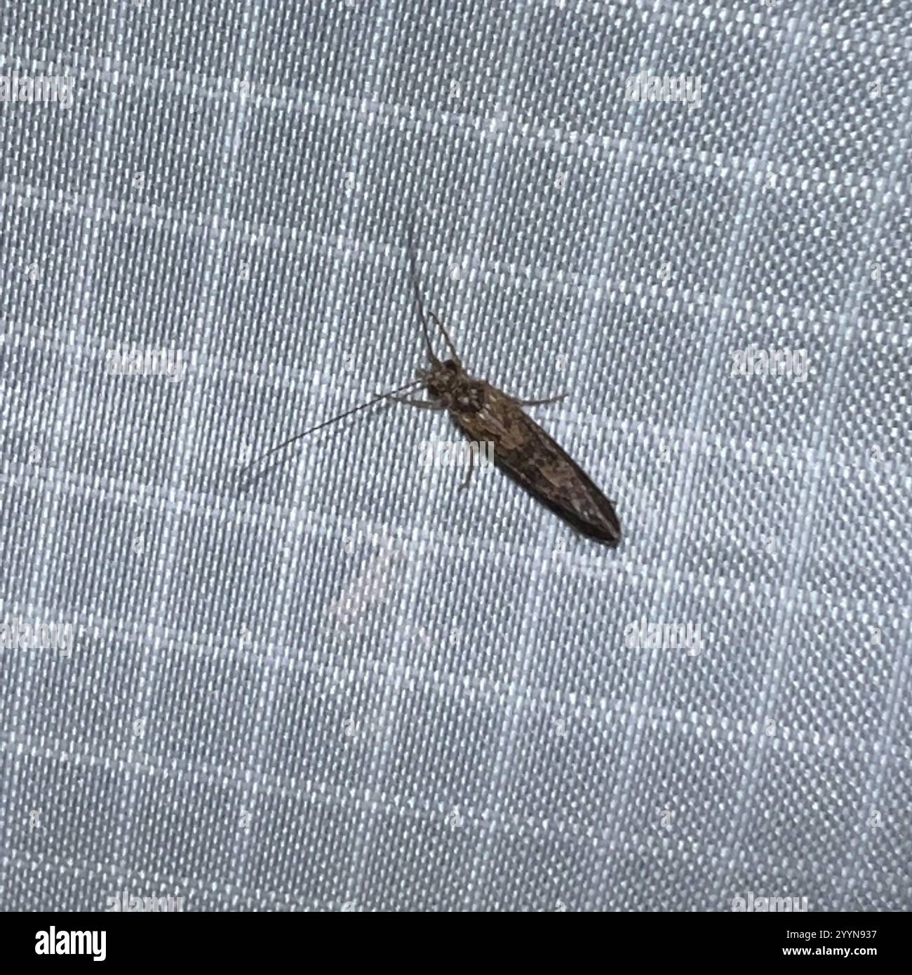 Palmerworm hi-res stock photography and images - Alamy