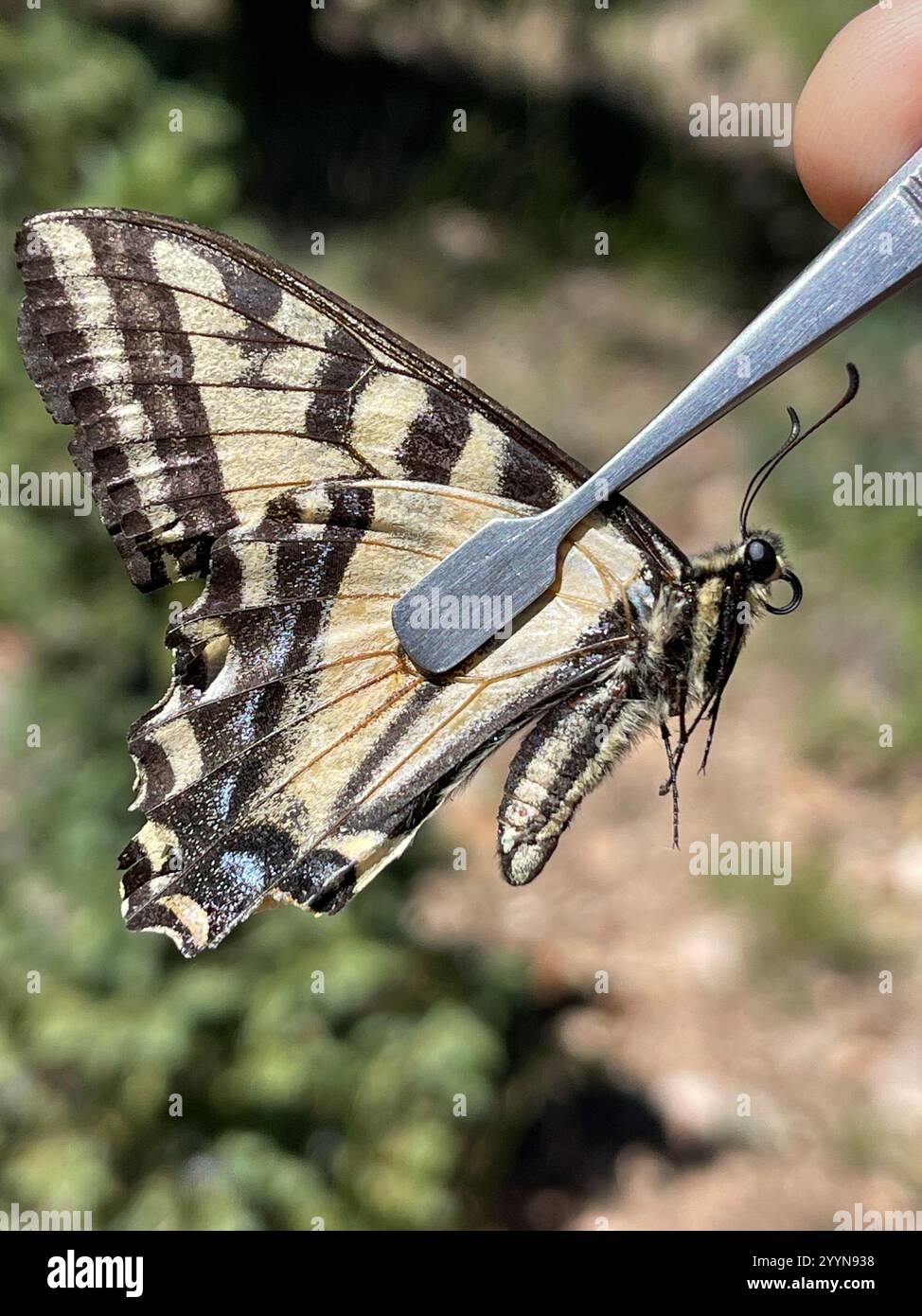 Western Tiger Swallowtail (Papilio rutulus Stock Photo - Alamy
