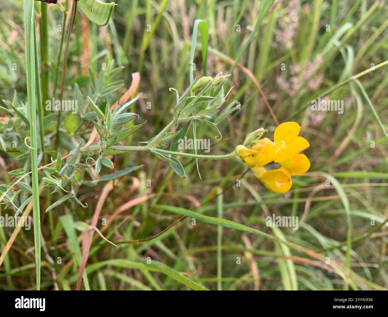 meadow pea (Lathyrus pratensis Stock Photo - Alamy