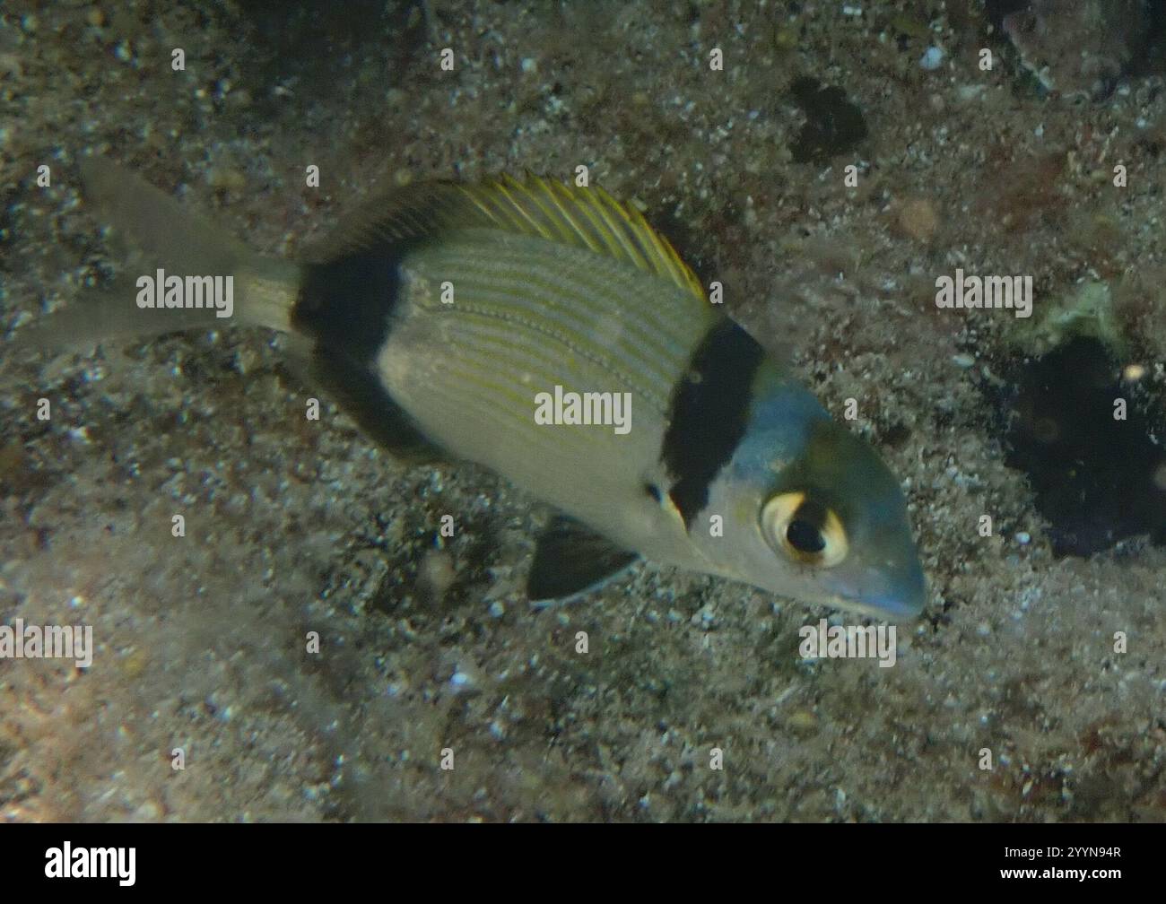 Common Two-banded Seabream (Diplodus vulgaris Stock Photo - Alamy
