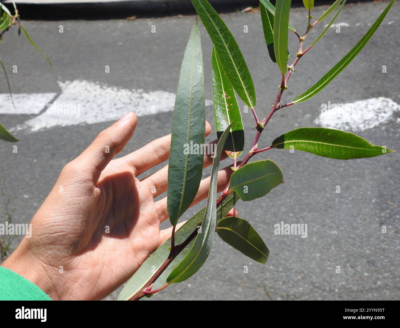 red willow (Salix laevigata Stock Photo - Alamy