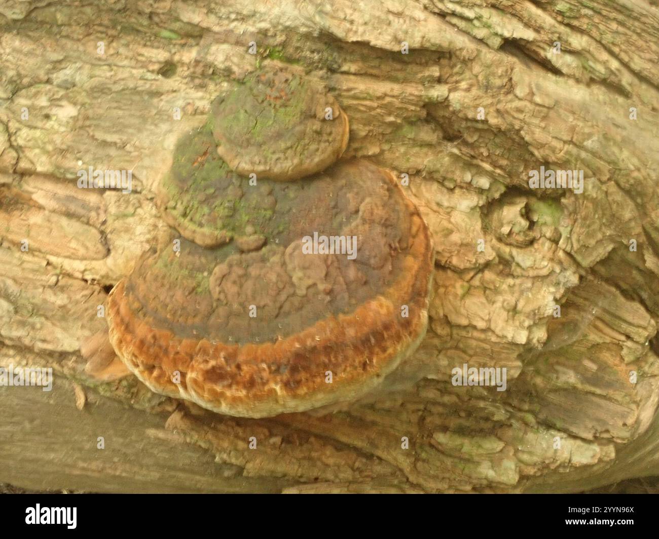 Cracked Cap Polypore (Fulvifomes robiniae Stock Photo - Alamy
