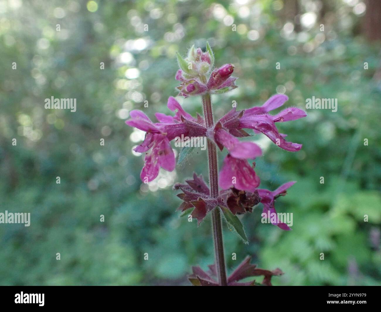 Coastal Hedge-nettle (Stachys chamissonis Stock Photo - Alamy
