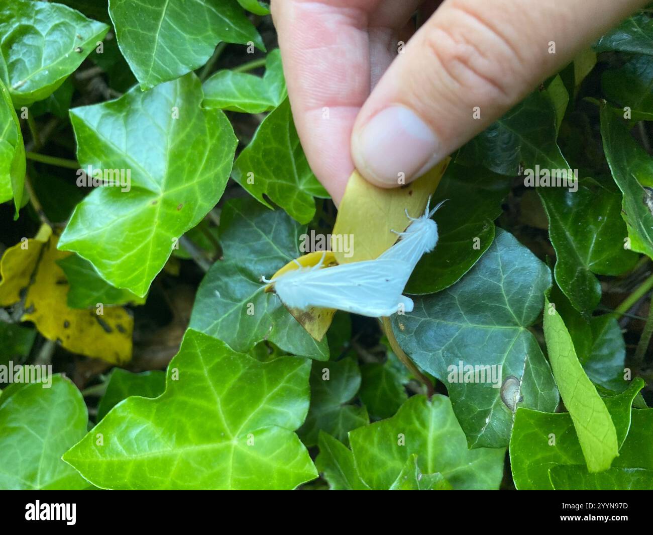 Virginian Tiger Moth (Spilosoma virginica Stock Photo - Alamy
