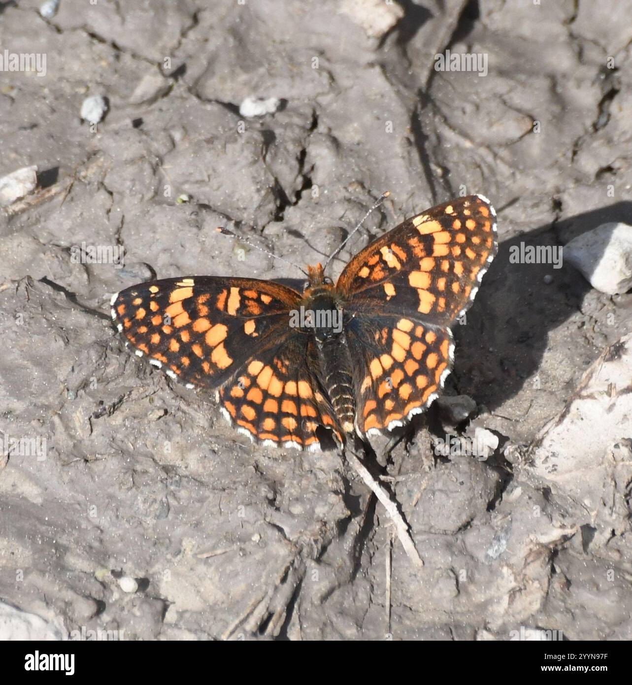 Northern Checkerspot (Chlosyne palla Stock Photo - Alamy