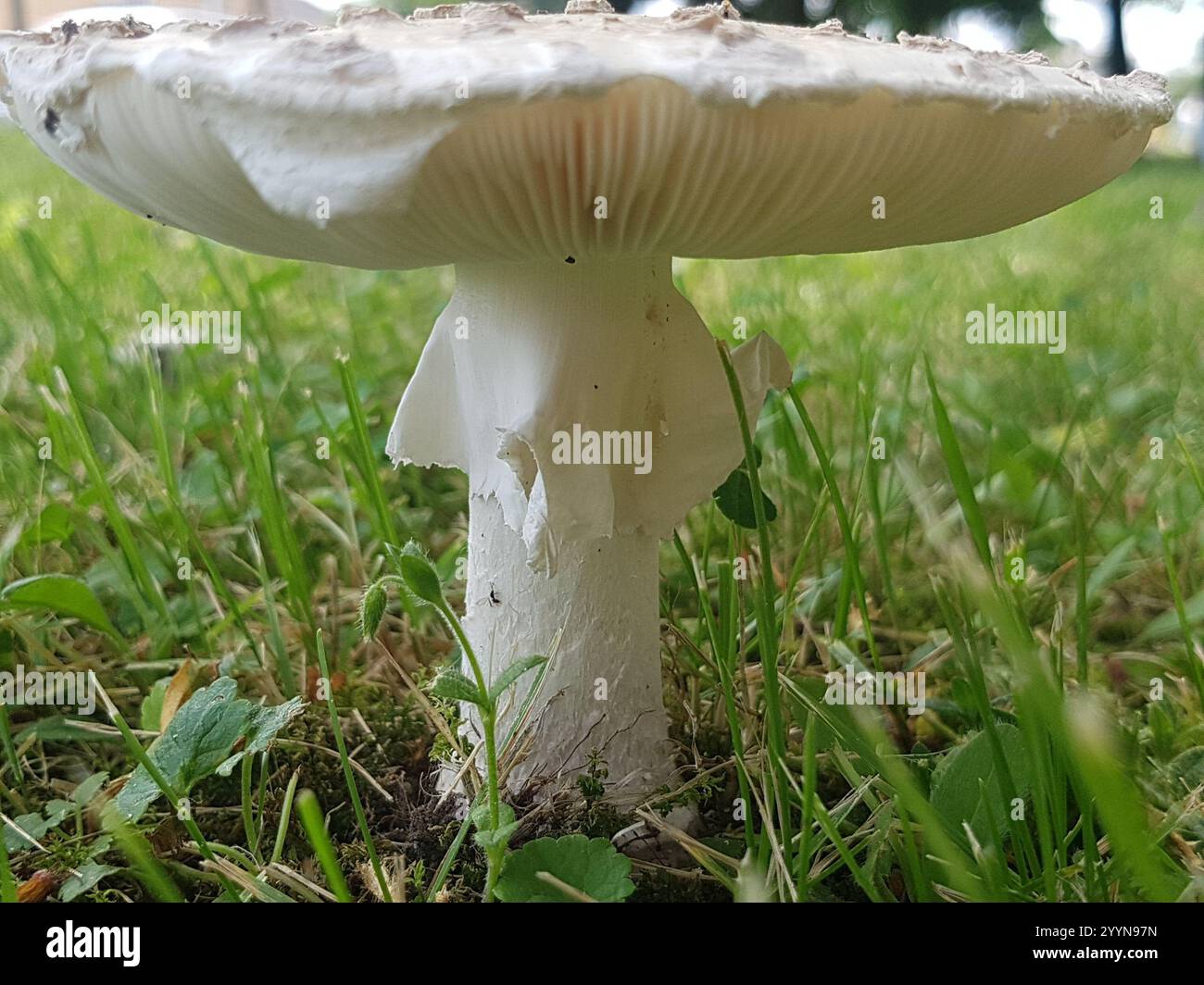 European Pine Cone Lepidella (Amanita strobiliformis Stock Photo - Alamy