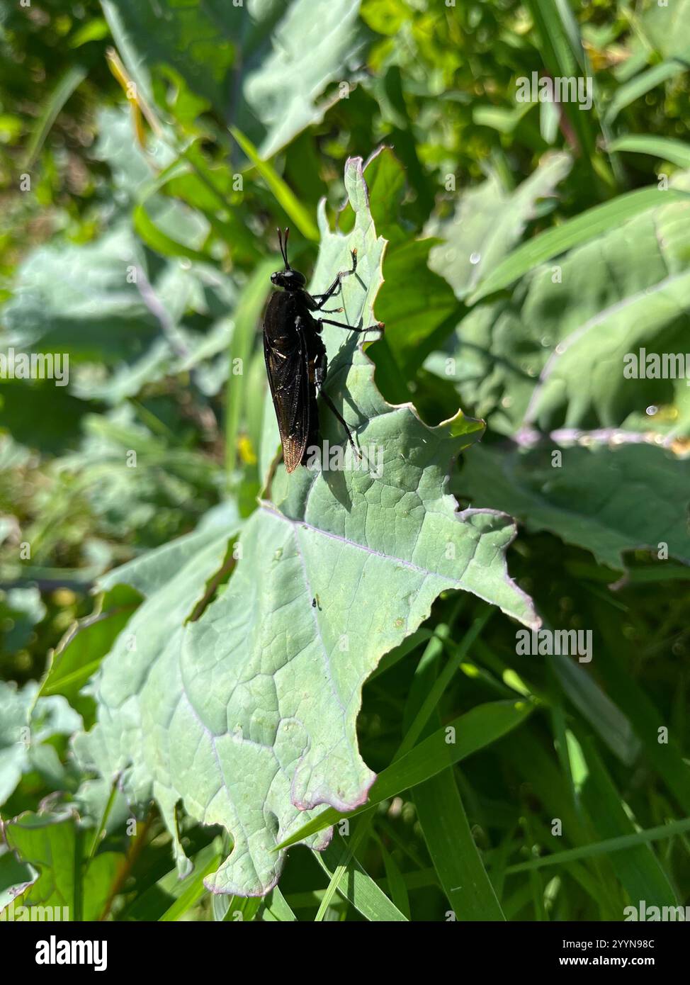 Clubbed Mydas Fly (Mydas clavatus Stock Photo - Alamy