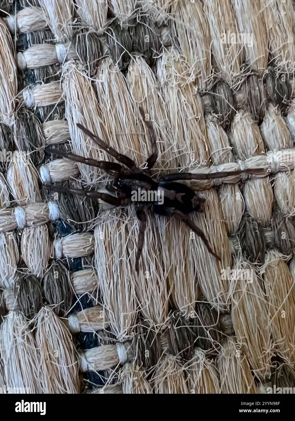 Eastern Parson Spider (Herpyllus ecclesiasticus Stock Photo - Alamy