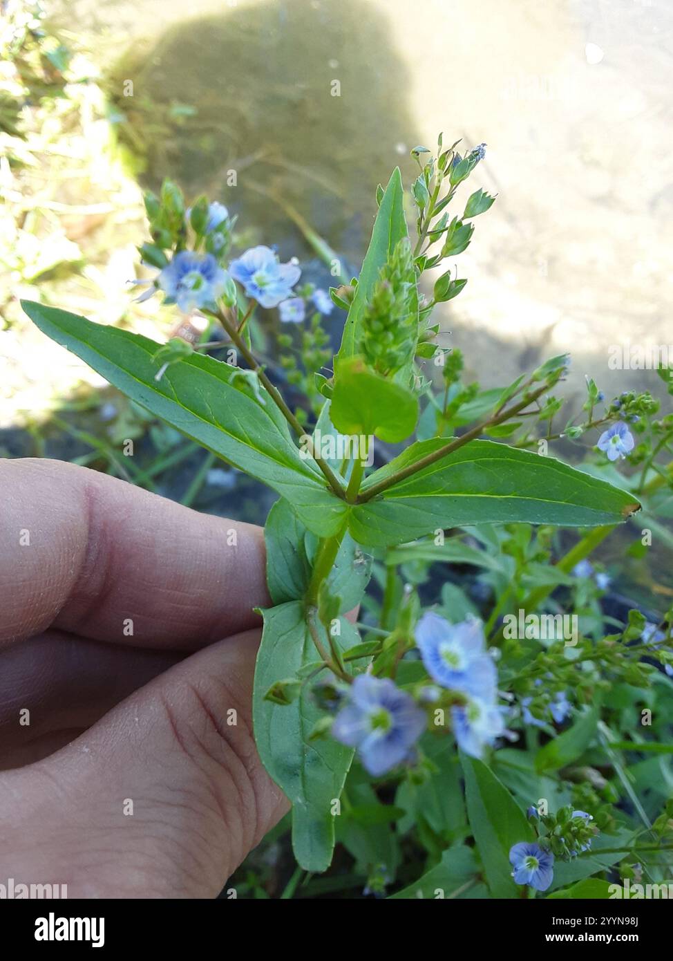 blue water-speedwell (Veronica anagallis-aquatica Stock Photo - Alamy