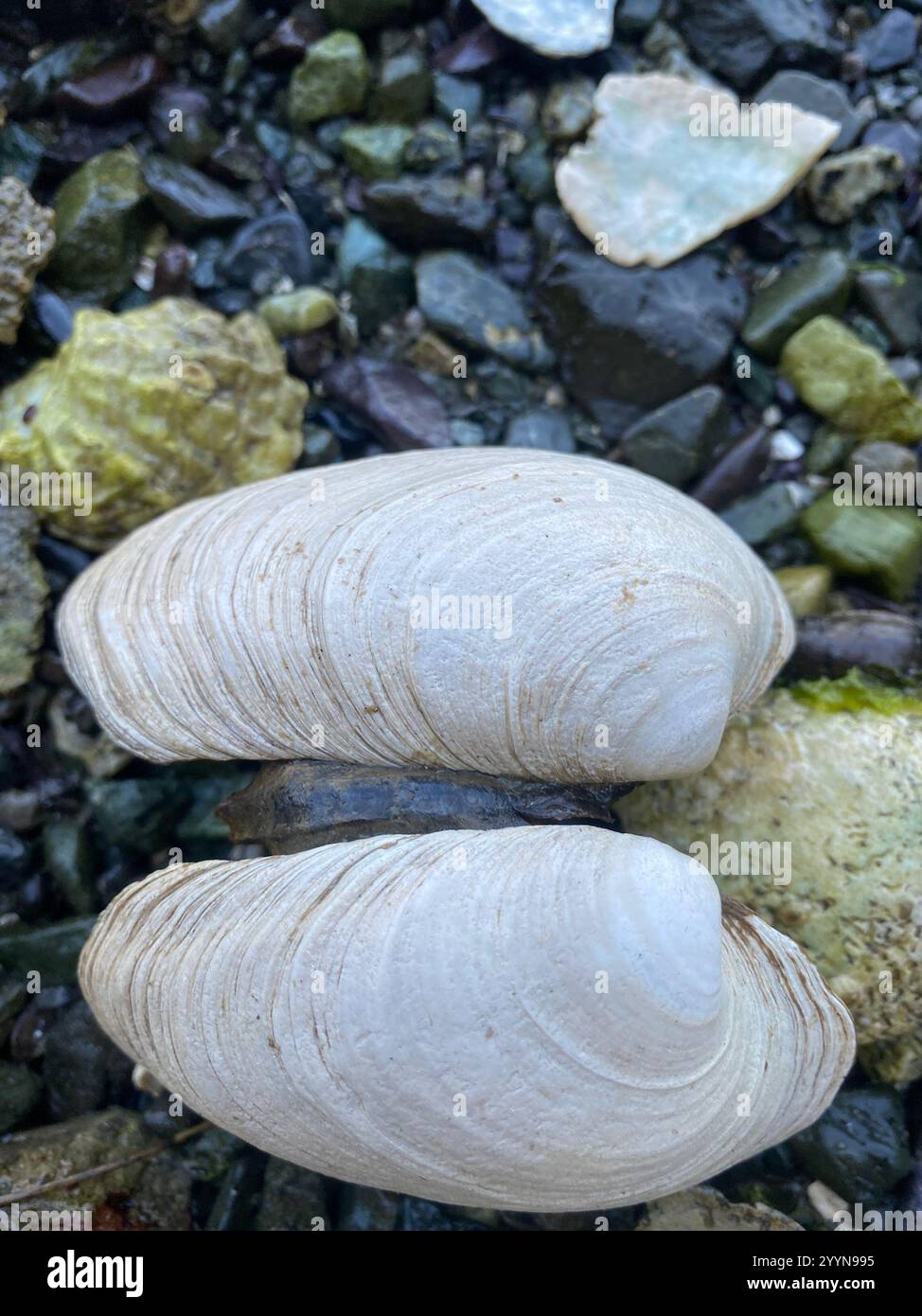 Butter Clam (Saxidomus gigantea Stock Photo - Alamy