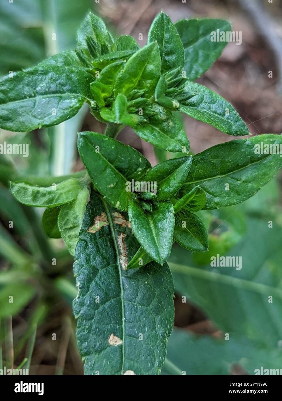 leafy elephant's-foot (Elephantopus carolinianus Stock Photo - Alamy