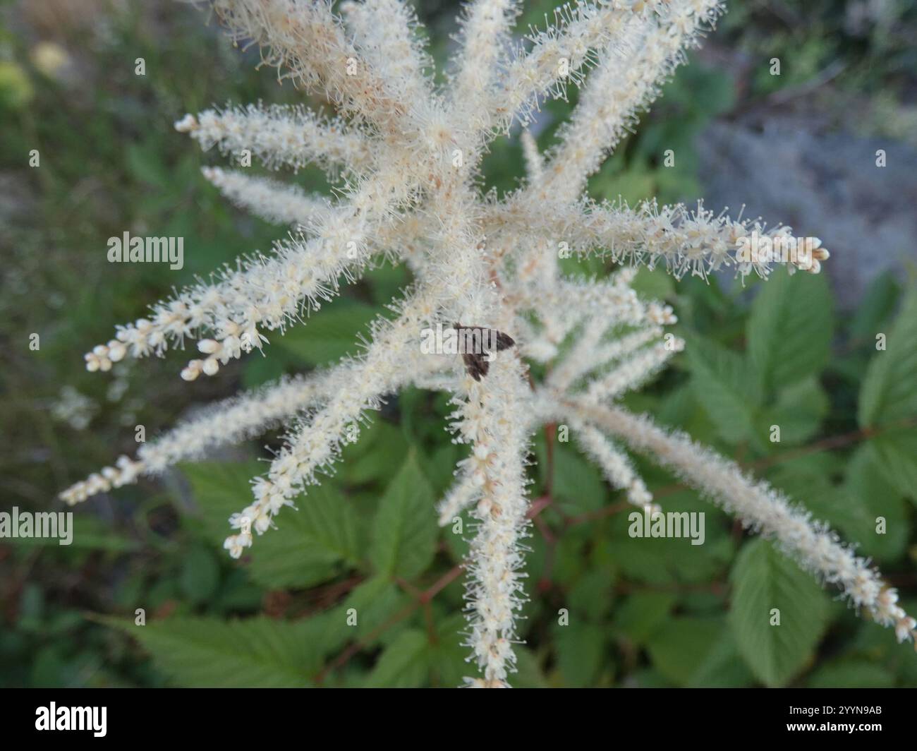 Common Nettle-tap (Anthophila fabriciana Stock Photo - Alamy