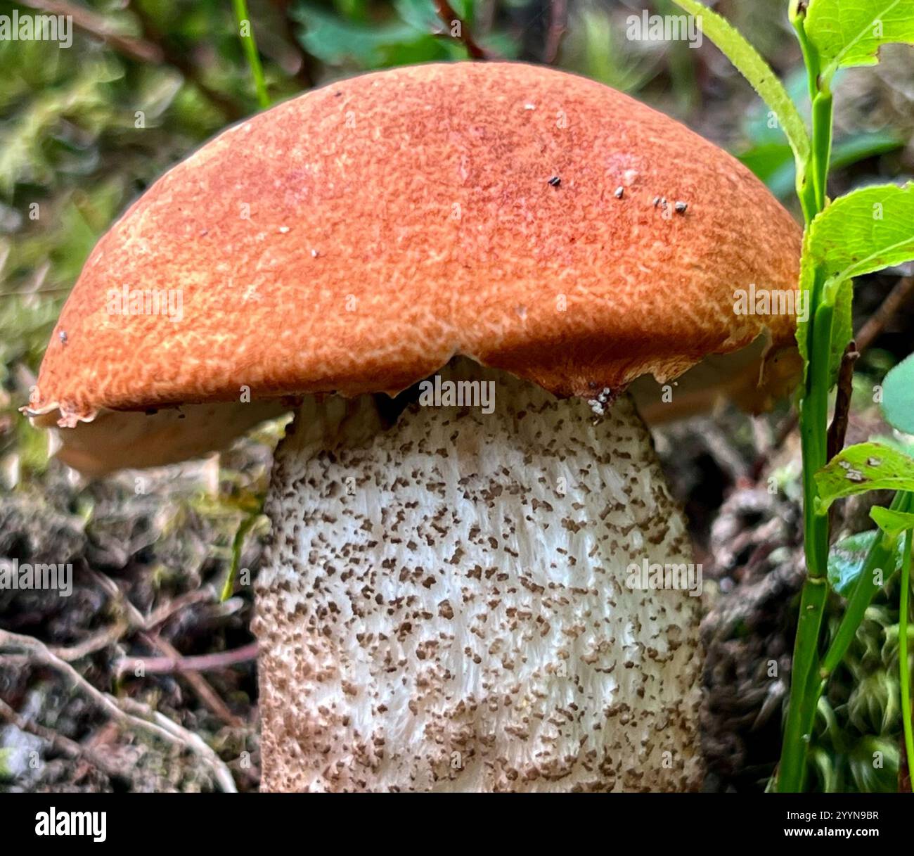 Red-capped Scaber Stalk (Leccinum aurantiacum Stock Photo - Alamy