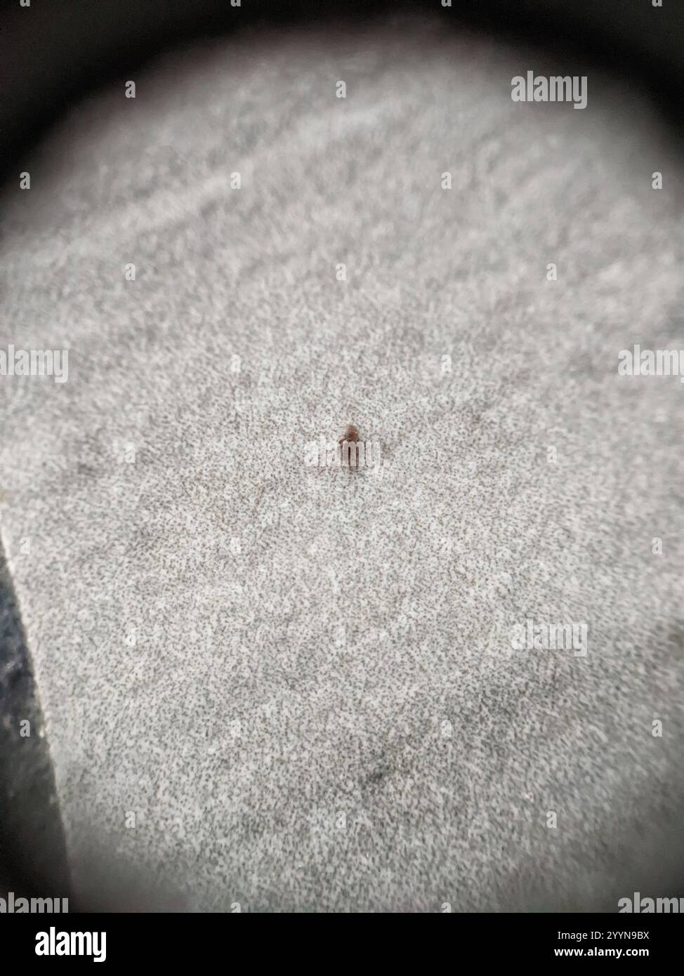 Minute Brown Scavenger Beetles (Latridiidae Stock Photo - Alamy