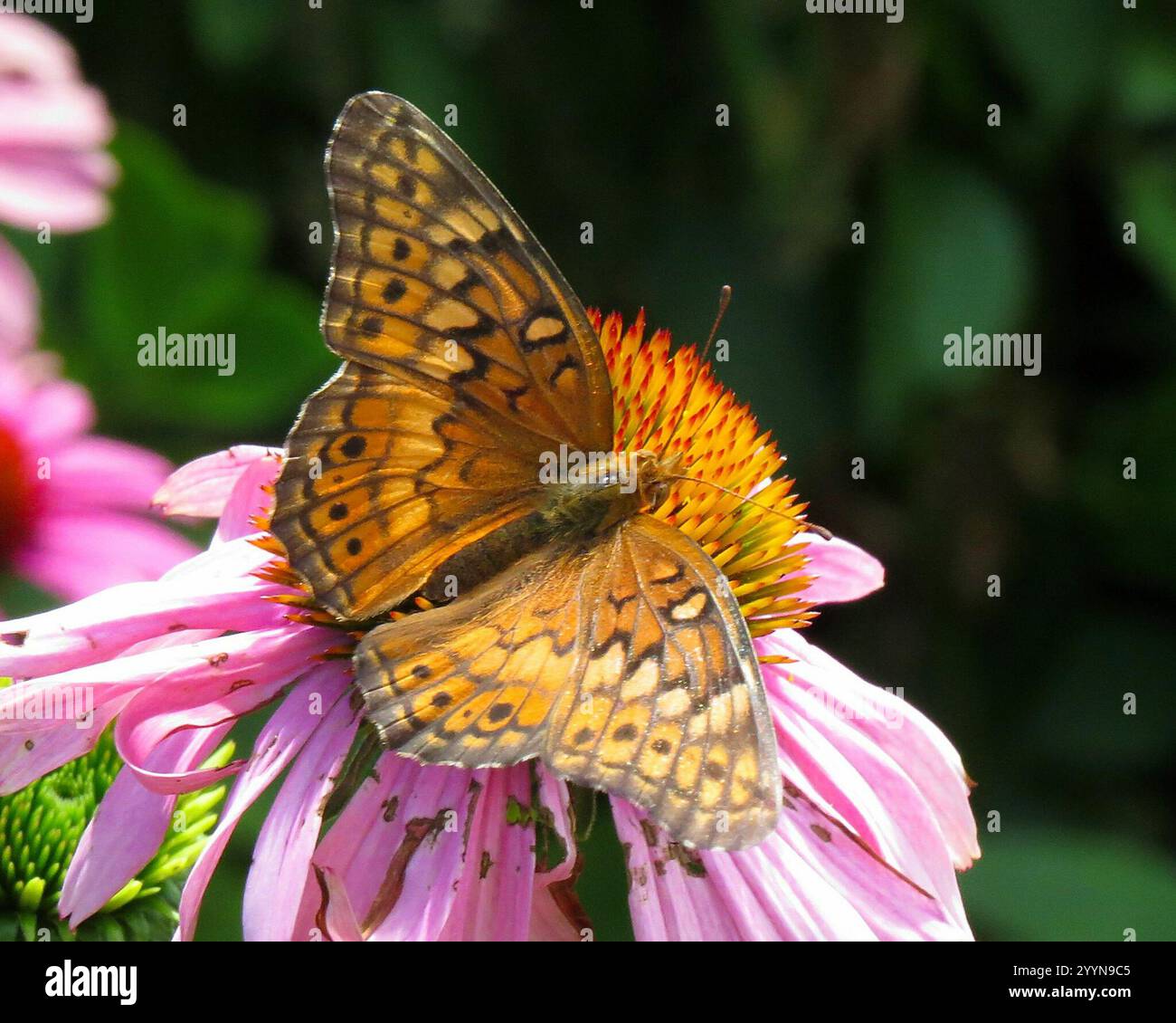 Variegated Fritillary (Euptoieta claudia Stock Photo - Alamy