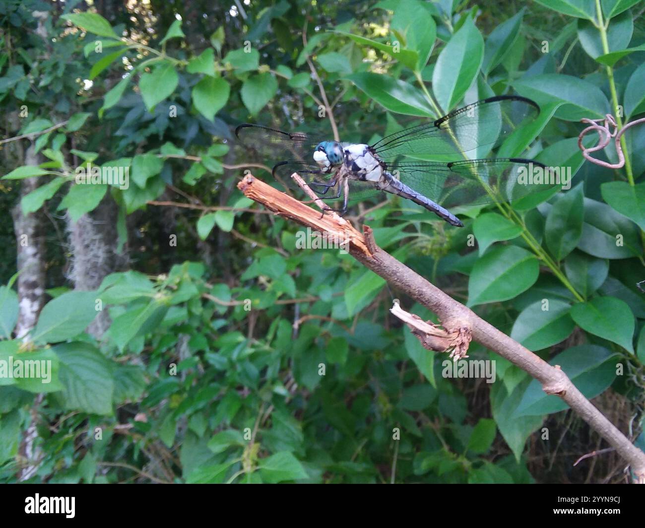 Great Blue Skimmer (Libellula vibrans Stock Photo - Alamy