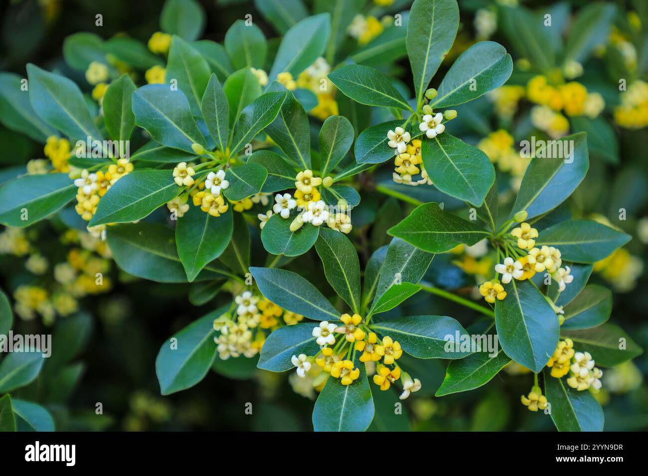 Pittosporum heterophyllum, commonly known as Chinese Pittosporum,, it ...