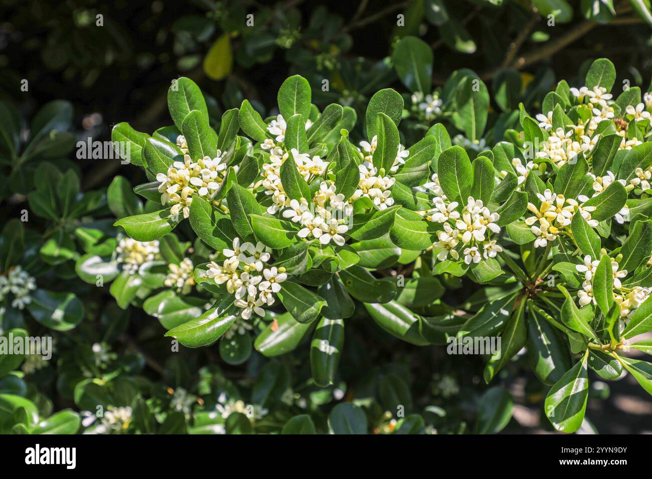 Pittosporum tobira, sweet-smelling flowering plant, common names ...