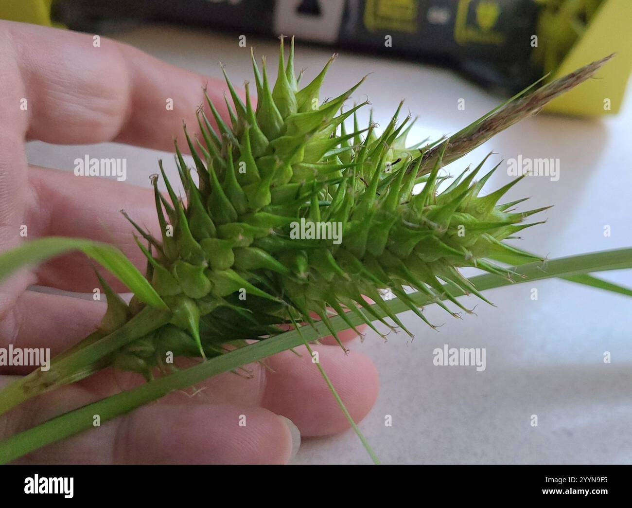 hop sedge (Carex lupulina Stock Photo - Alamy