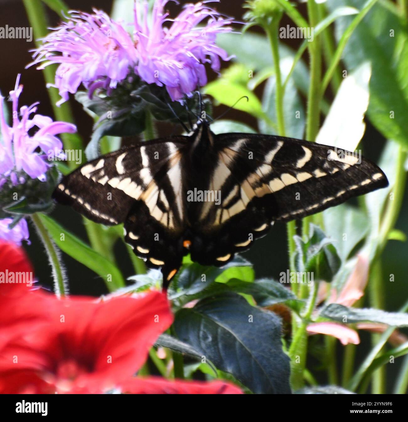 Pale Swallowtail (Papilio eurymedon Stock Photo - Alamy