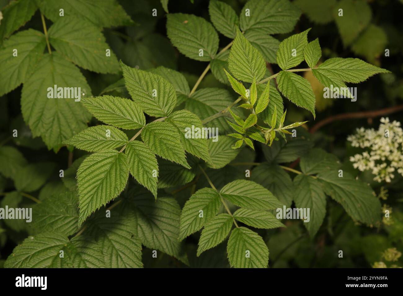 White-stemmed Bramble (Rubus cockburnianus Stock Photo - Alamy