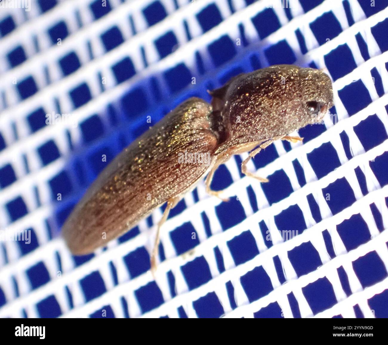 Monocrepidius hi-res stock photography and images - Alamy