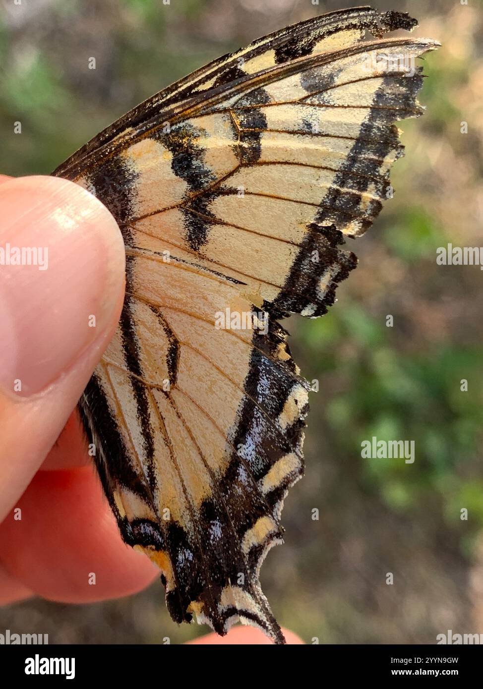 Canadian Tiger Swallowtail (Papilio canadensis Stock Photo - Alamy