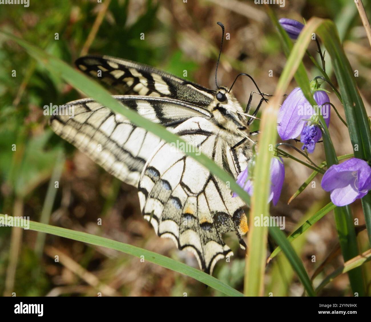 Old World Swallowtail (Papilio machaon Stock Photo - Alamy