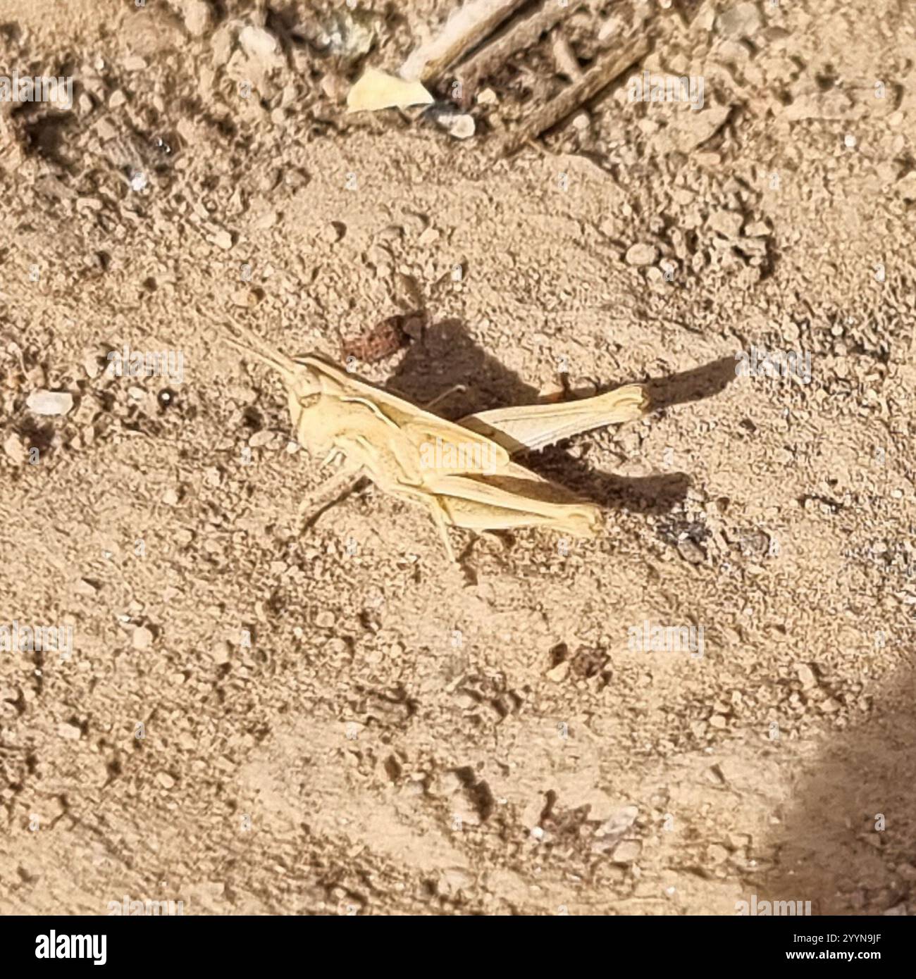 Slant faced grasshoppers hi-res stock photography and images - Alamy